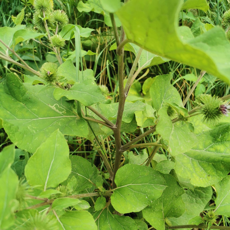 Graines de Grande bardane, officinale - Semences d'Arctium lappa