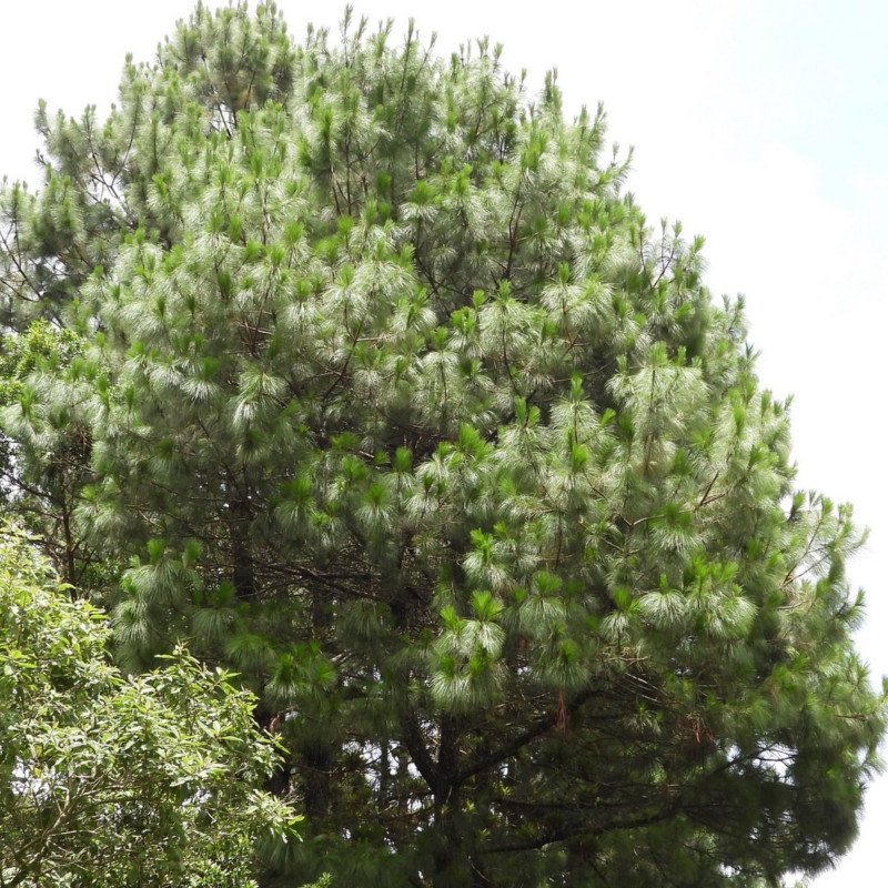 Graines de Pins maximinoi - Pinus maximinoi