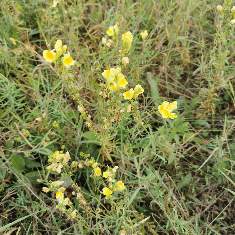 Graines de Linaire commune - Semences de Linaria vulgaris - Végétal local