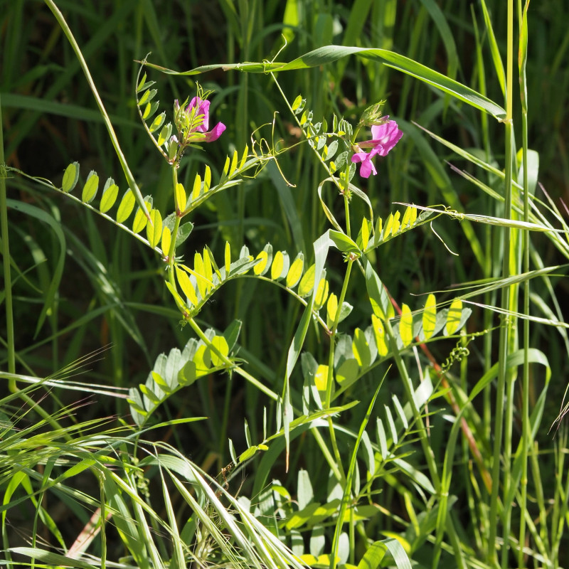 Engrais vert de Vicia sativa - Graines de Vesce commune