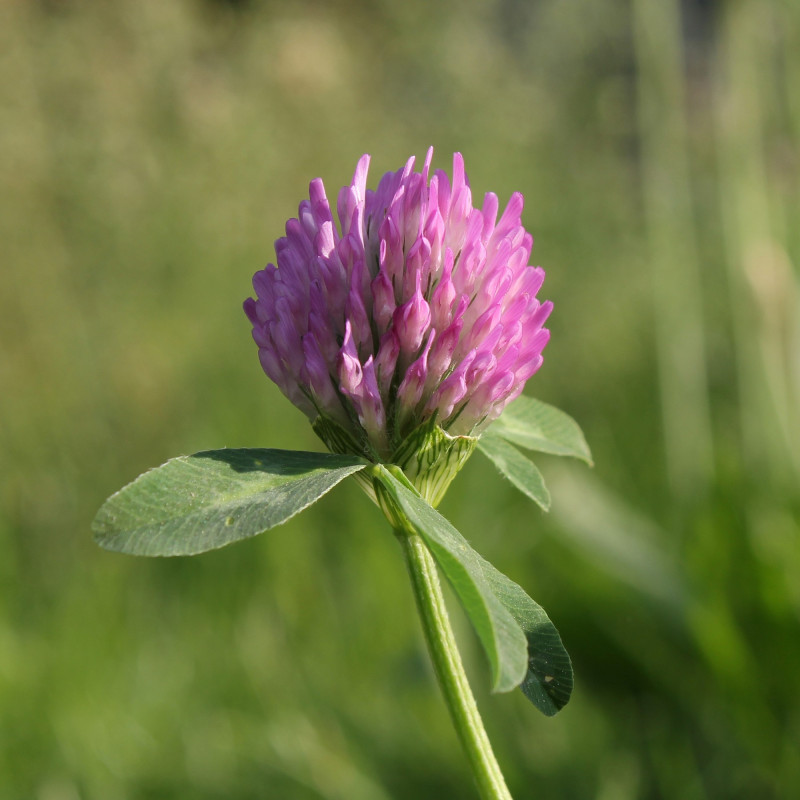 Graines de trèfle violet - Semences de Trifolium pratense