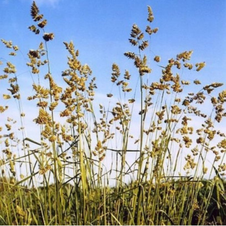 Graines de Dactyle aggloméré- Semences de Dactylis glomerata