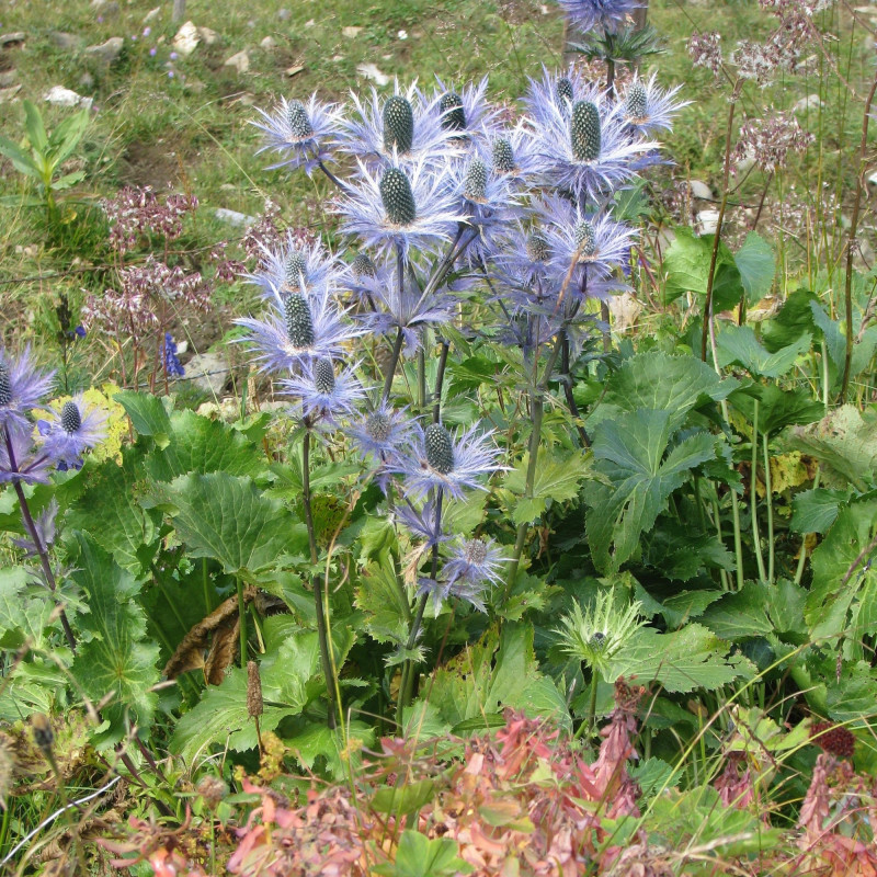 Graines de Chardon bleu des Alpes - Semences d'Eryngium alpinum blue star
