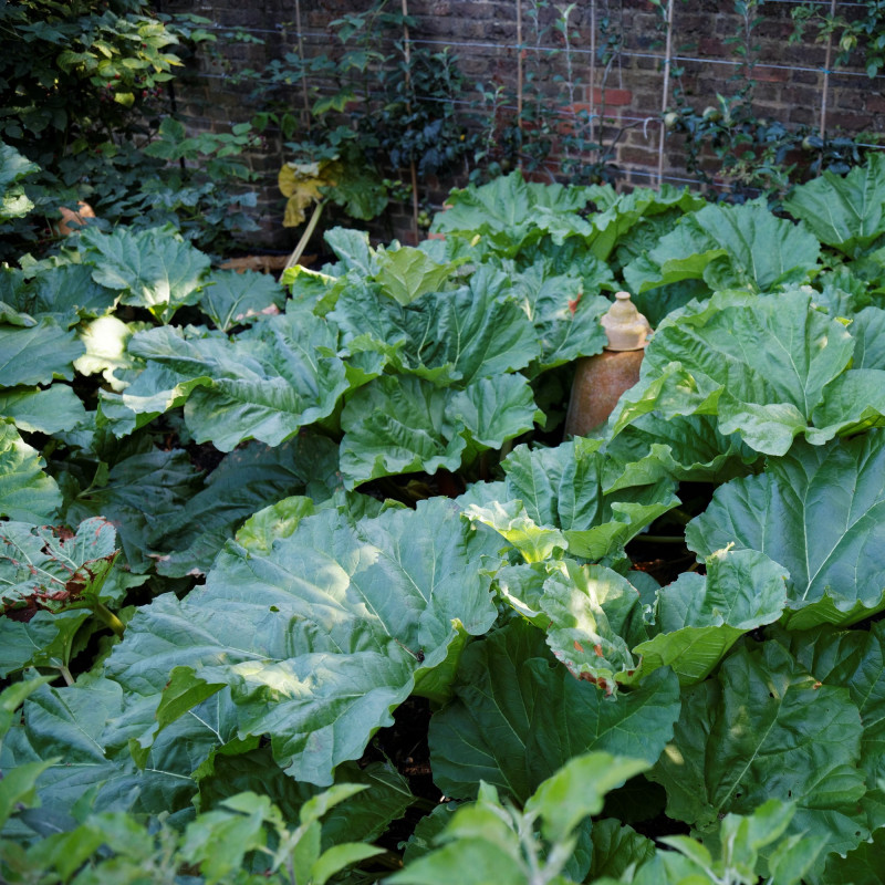 Graines de Rhubarbe Victoria - Semences de Rheum rhabarbarum 'Victoria'