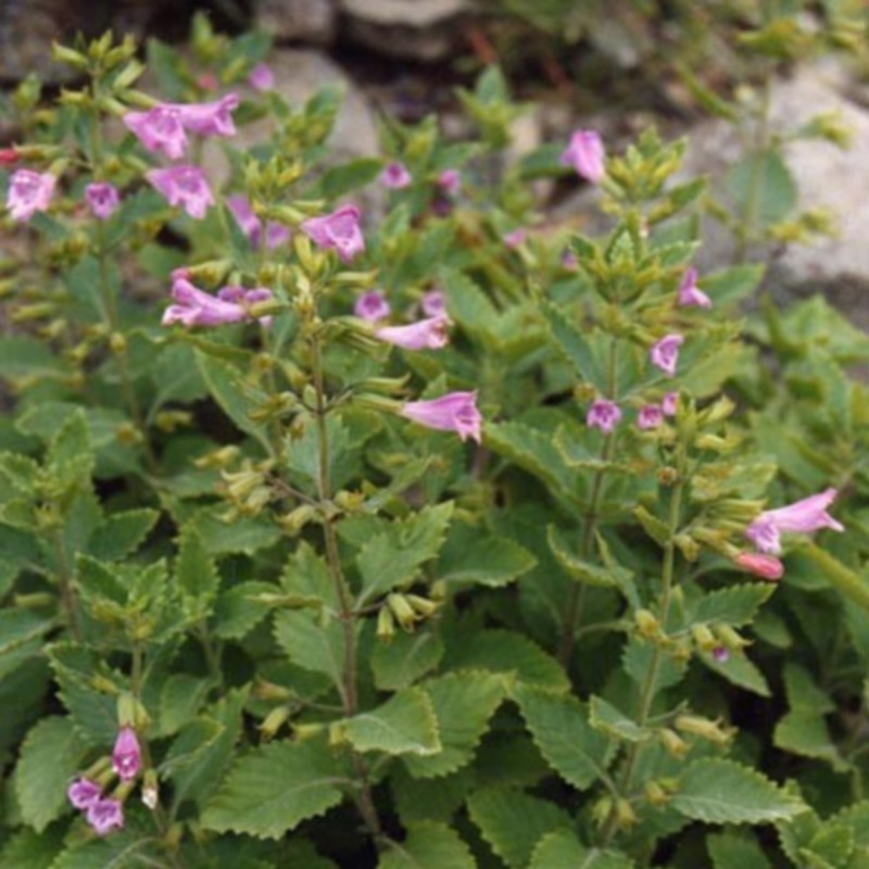 Graines de Calament à grandes fleurs - Semences de Calamintha grandiflora
