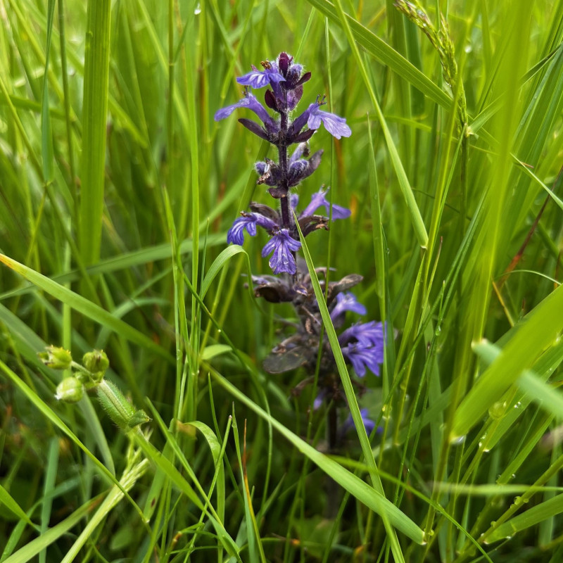 Graines de Bugle rampant - Semences d'Ajuga reptans