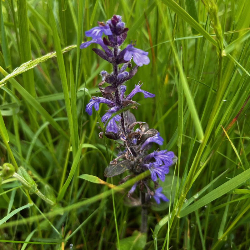 Graines de Bugle rampant - Semences d'Ajuga reptans