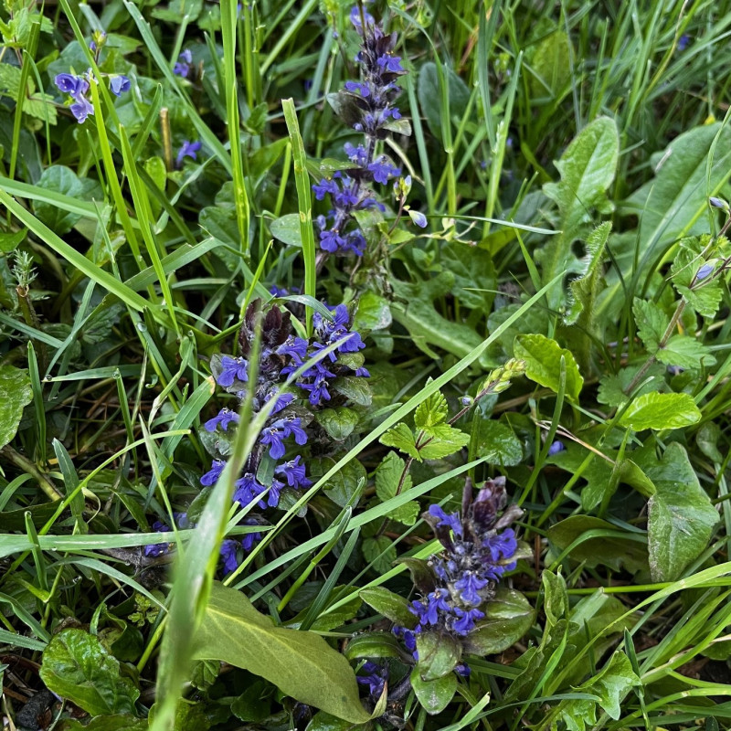 Graines de Bugle rampant - Semences d'Ajuga reptans