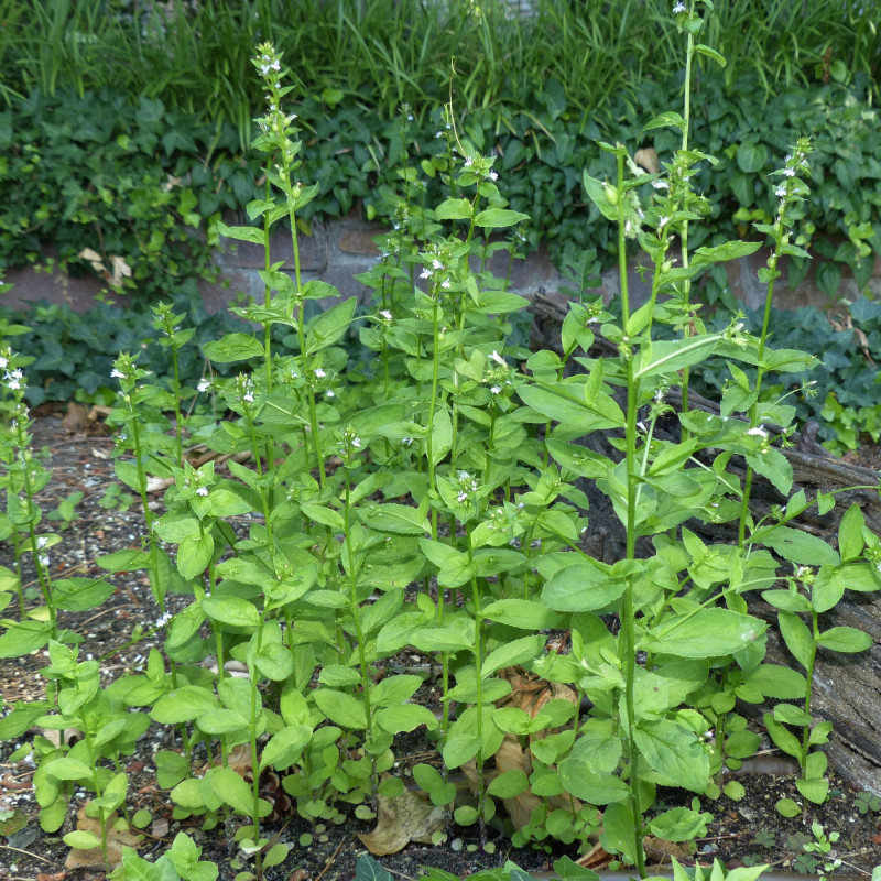 Graines de Tabac indien - Semences de Lobelia inflata