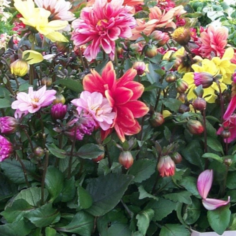 Semences de Dahlia pinnata - Graines de Dahlia nain Opera mix