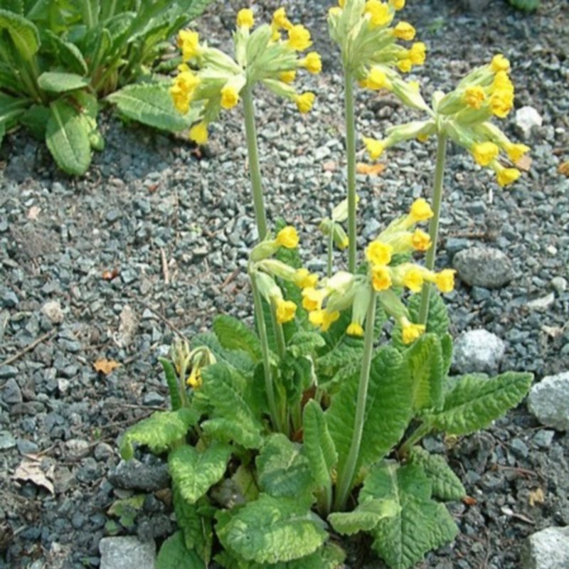 Graines de Coucou, Primevère officinale - Semences de Primula veris