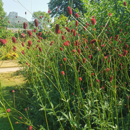 Graines de Pimprenelle officinale - Semences de Sanguisorba officinalis