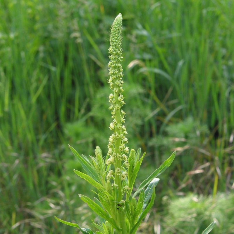 Graines de Gaude / Réséda des teinturiers - Semences de Reseda luteola