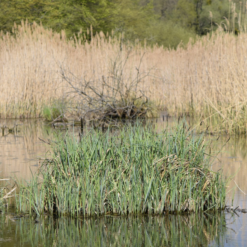 Graines de Laîche des marais - Semences de Carex acutiformis