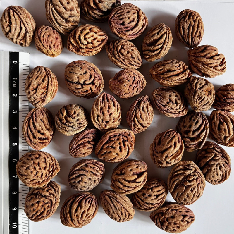 Graines de Prunus persica rubira - Semences de pêcher à feuilles pourpres