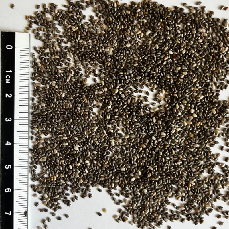 Graines de Chia - Semences de Salvia hispanica