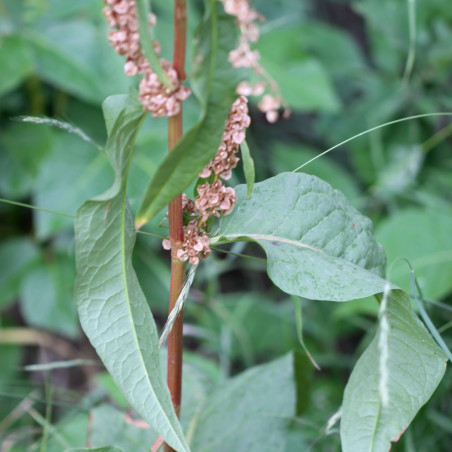 Graines de Rumex patienta - Semences d'Epinard perpétuel