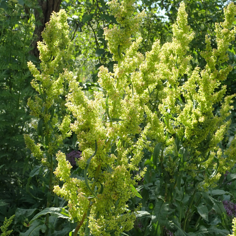 Graines de Rumex patienta - Semences d'Epinard perpétuel