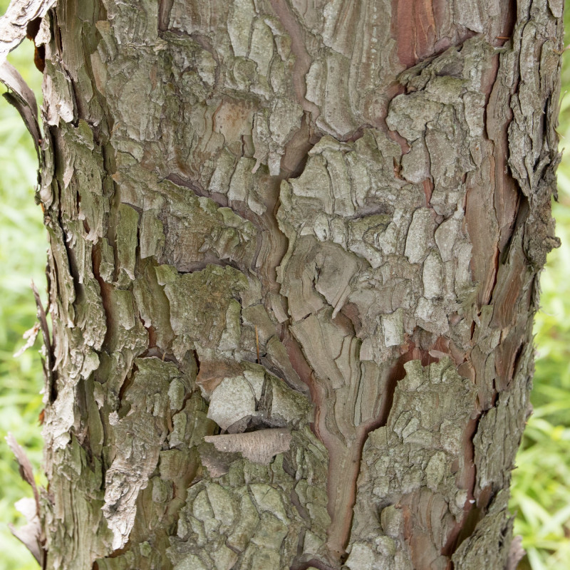 Pin blanc de Corée - Graines de Pinus koraiensis