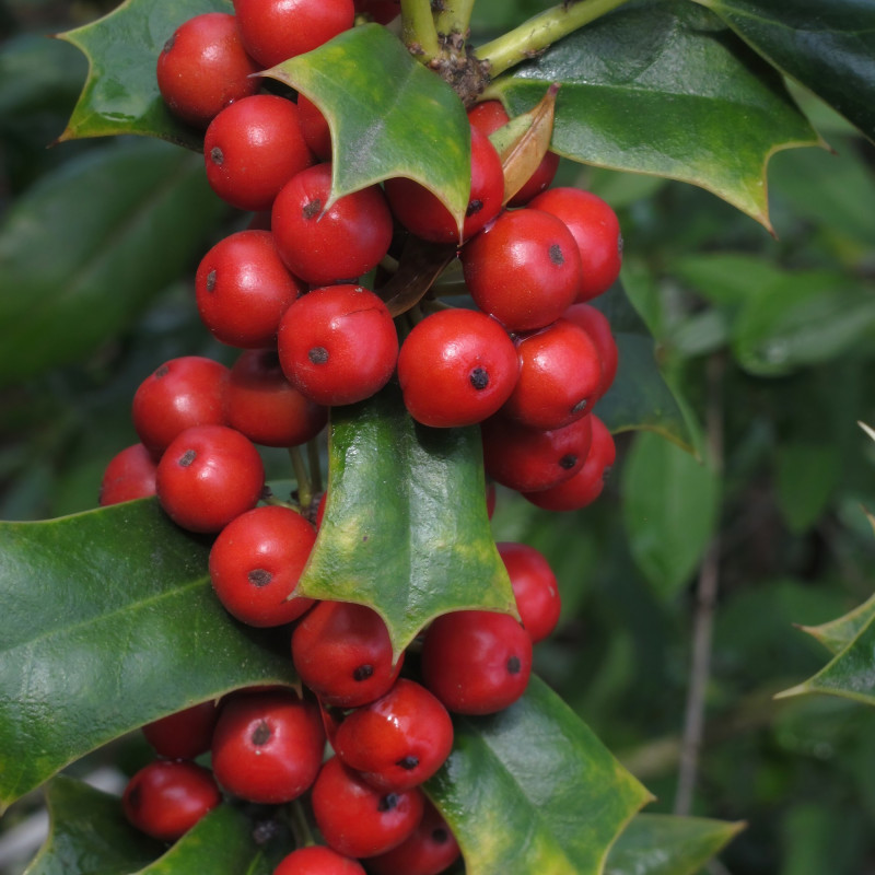 Graines d'Ilex cornuta - Semences d'Ilex cornuta
