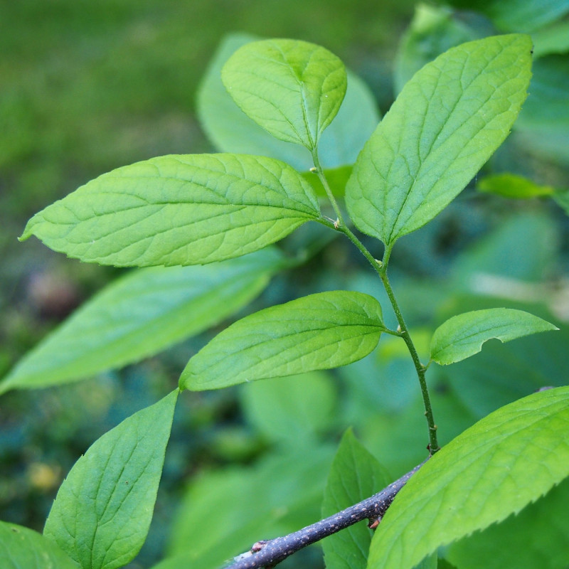 Graines de Celtis caucasica - Semences de Micocoulier du Caucase
