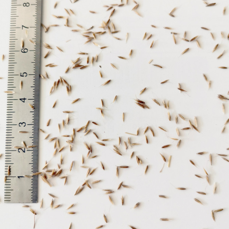 Graines de Canche flexueuse - Semences de Deschampsia flexuosa