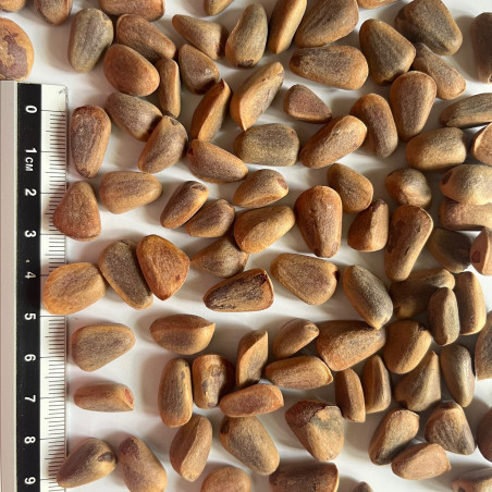 Pin blanc de Corée - Graines de Pinus koraiensis