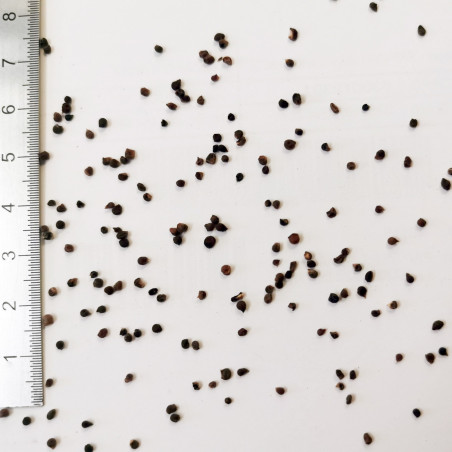 Graines de Colchique d'automne - Semences de Colchicum autumnale