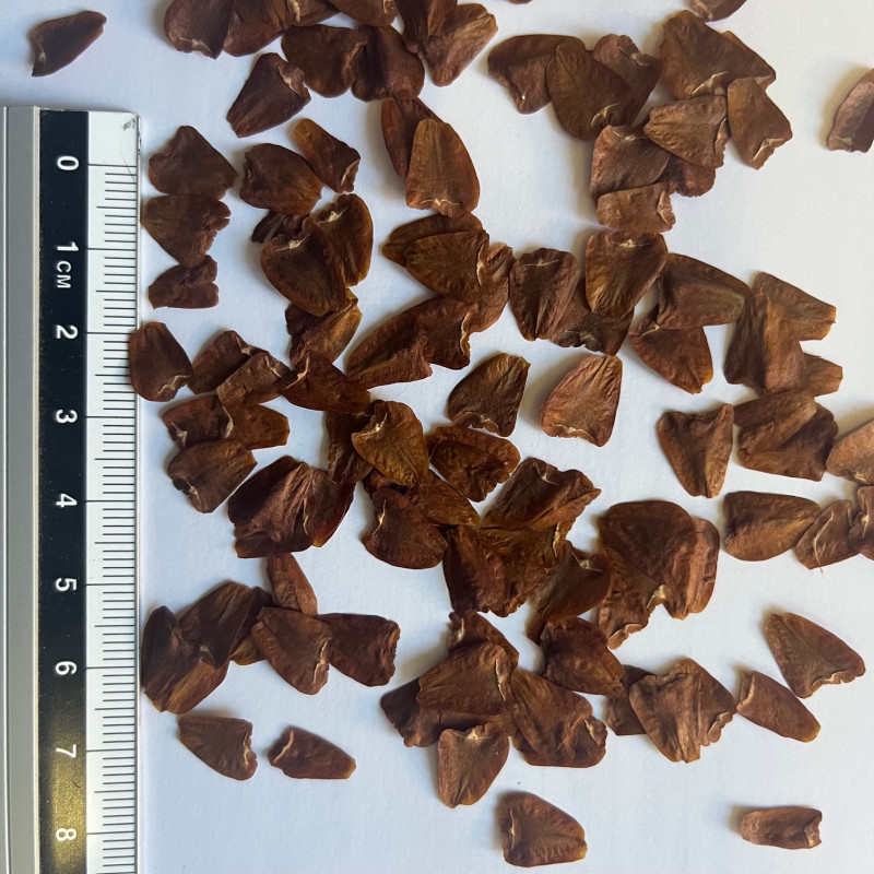 Graines de Wollemia nobilis - Semences de Pin de Wollemi