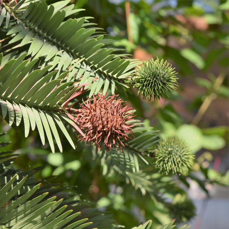 Graines de Wollemia nobilis - Semences de Pin de Wollemi