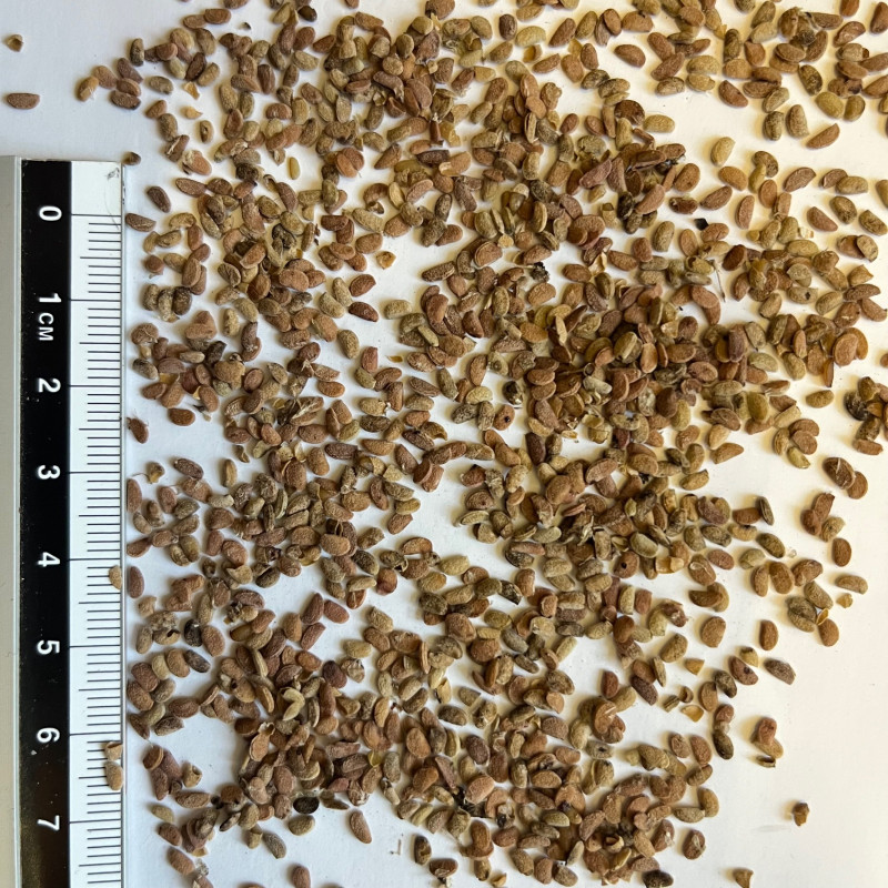 Graines d'Angélique épineuse - Semences d'Aralia spinosa